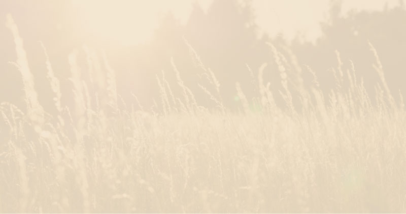 cream-background | Refuge of Light